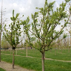 Prunus domestica