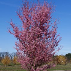 Prunus incisa