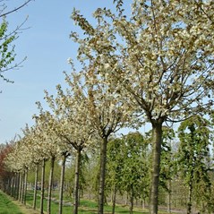 Prunus serrulata
