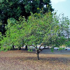 Psidium guajava
