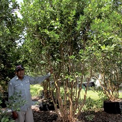Psidium littorale