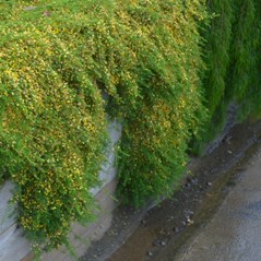 Pultenaea pedunculata 'Pyalong Gold'