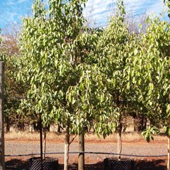 Pyrus betulaefolia 'Southworth' Dancer™