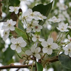 Pyrus calleryana