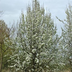Pyrus communis