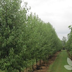 Pyrus nivalis 'Snow Pear'