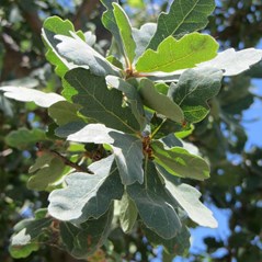 Quercus douglasii