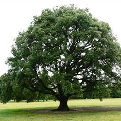Quercus ilex