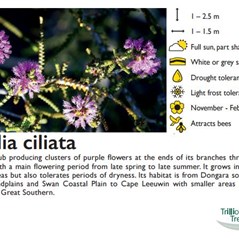 Regelia ciliata
