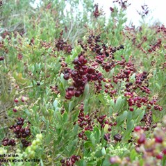 Rhagodia candolleana ssp. candolleana