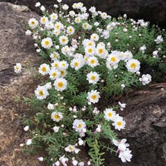 Rhodanthe anthemoides