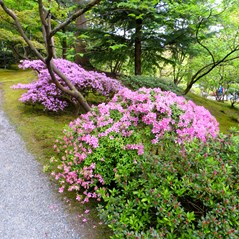 Rhododendron obtusum
