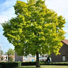 Robinia pseudoacacia 'Frisia'