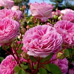 Rosa floribunda forms