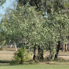 Santalum lanceolatum