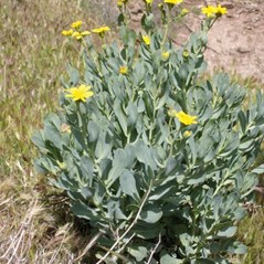 Senecio megaglossus