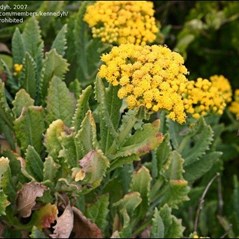 Senecio odoratus