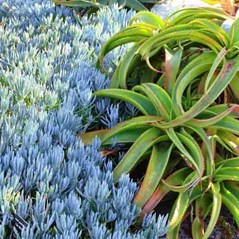 Senecio serpens