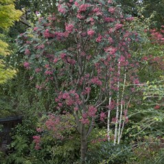 Sorbus hupehensis 'Pink Pagoda'