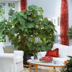 Sparmannia africana
