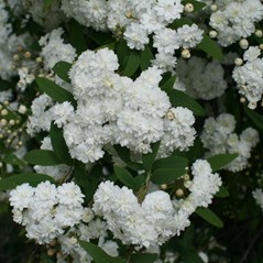 Spiraea cantonensis