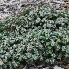 Spyridium parvifolium 'Nimbus'