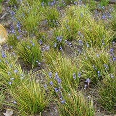 Stypandra glauca