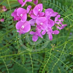 Swainsona galegifolia