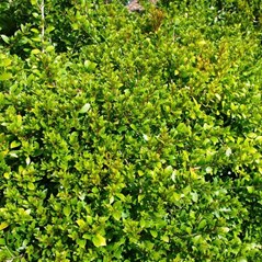 Syzygium australe 'Tiny Trev'