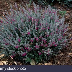 Teucrium marum