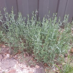 Teucrium racemosum