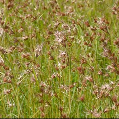 Themeda triandra