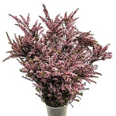 Thryptomene calycina