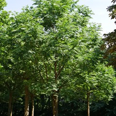 Toona sinensis