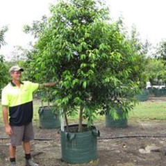 Waterhousia floribunda