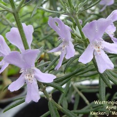 Westringia eremicola