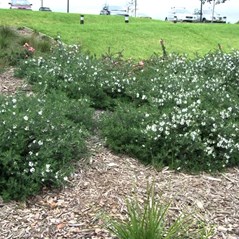 Westringia fruticosa 'Milky Way'