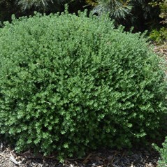 Westringia fruticosa 'Zena'
