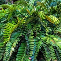 Zamia furfuracea