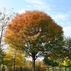 Zelkova serrata 'Green Vase'