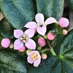 Zieria prostrata 'Carpet Star'